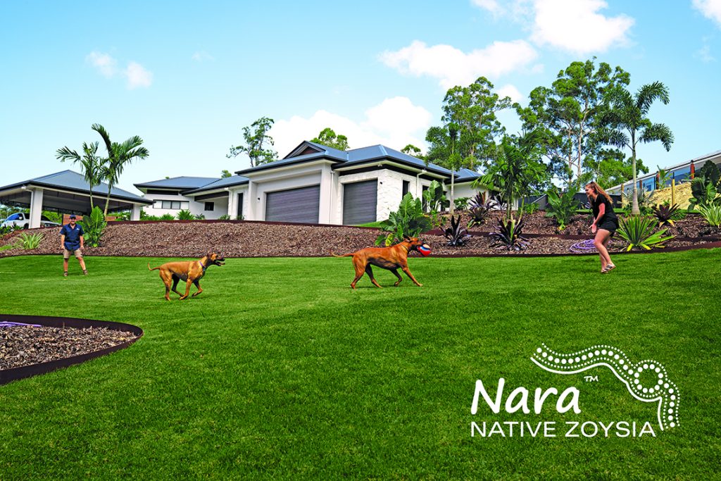 Nara Native Zoysia Turf - Nara Turf Australian Lawn Concepts