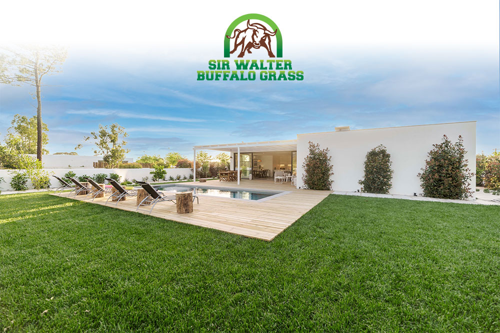 Buffalo Grass Turf Varieties, Features, Benefits and Pricing