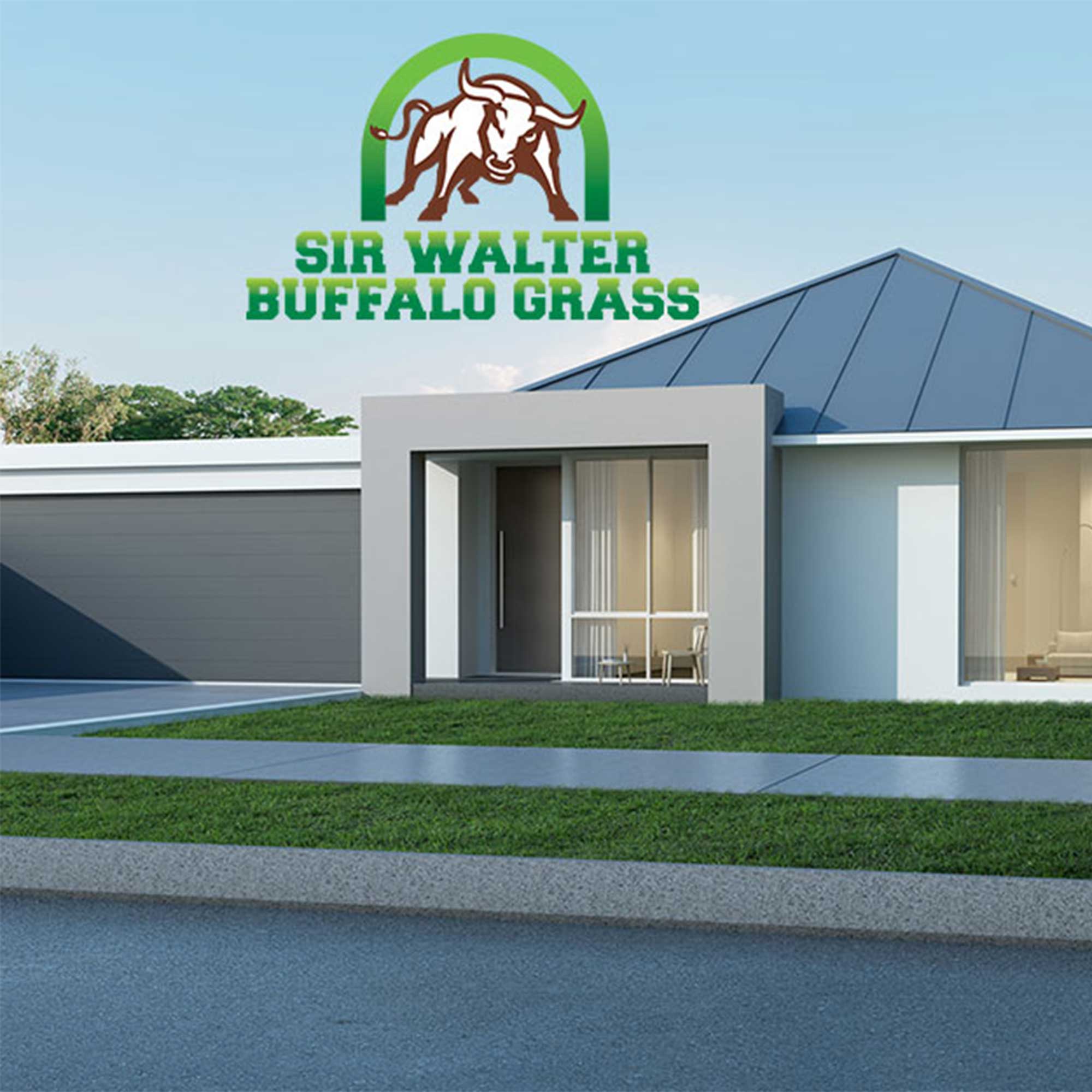 Buffalo Grass Varieties Australia: Sir Walter vs Sapphire