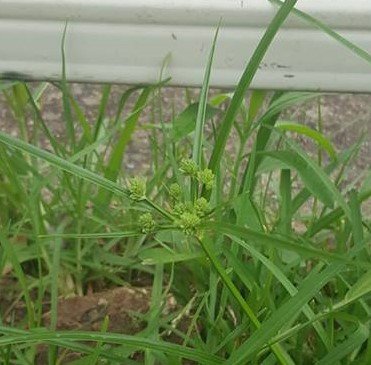 Lawn Weeds - A Guide to the Most Common Lawn Weeds