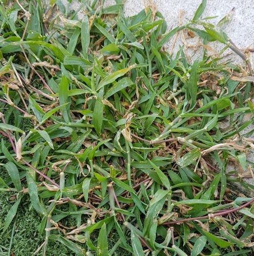 Lawn Weeds - A Guide to the Most Common Lawn Weeds