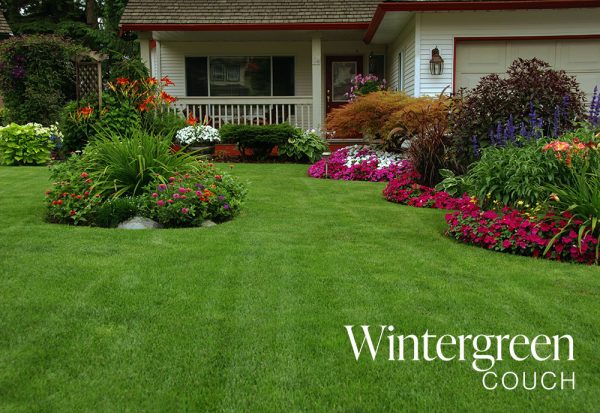 Wintergreen Couch: Wintergreen the Industry Standard