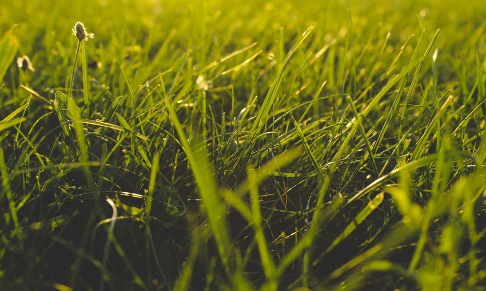 Advantages of IronCutter Elite Hybrid Bermudagrass | ALC Turf