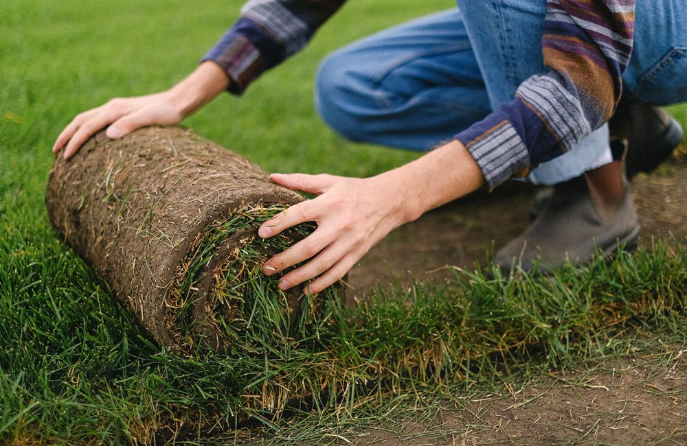 Australian Native Turf: Benefits and Maintenance | ALC Turf