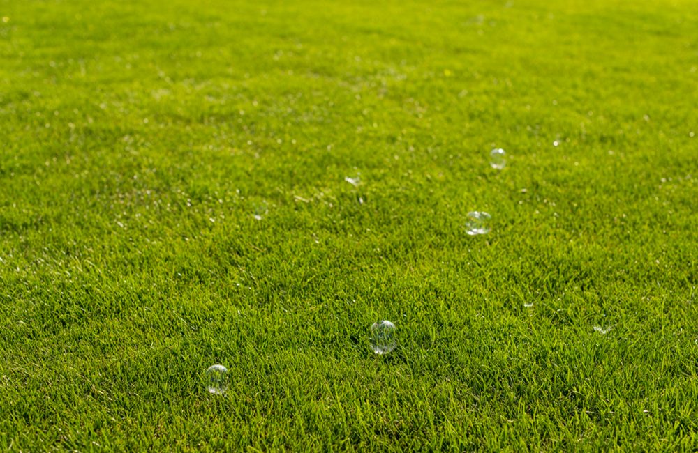 IronCutter Elite Hybrid Bermudagrass: The Ultimate Guide