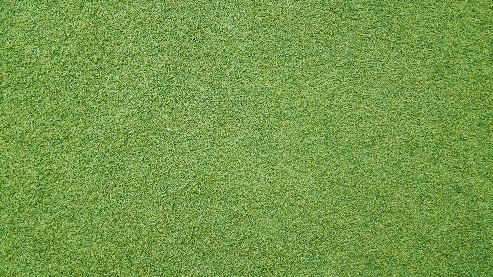 Understanding Buffalo Turf Varieties & Their Care | ALC Turf