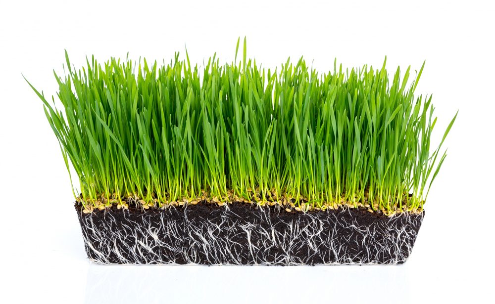 Which Turf Types Suit Your Lawn? | ALC Turf