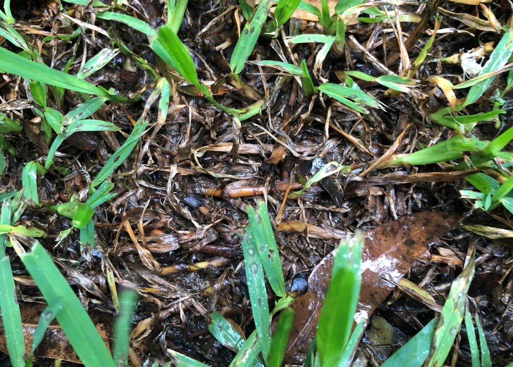 Common Lawn Diseases & How to Combat Them | ALC Turf
