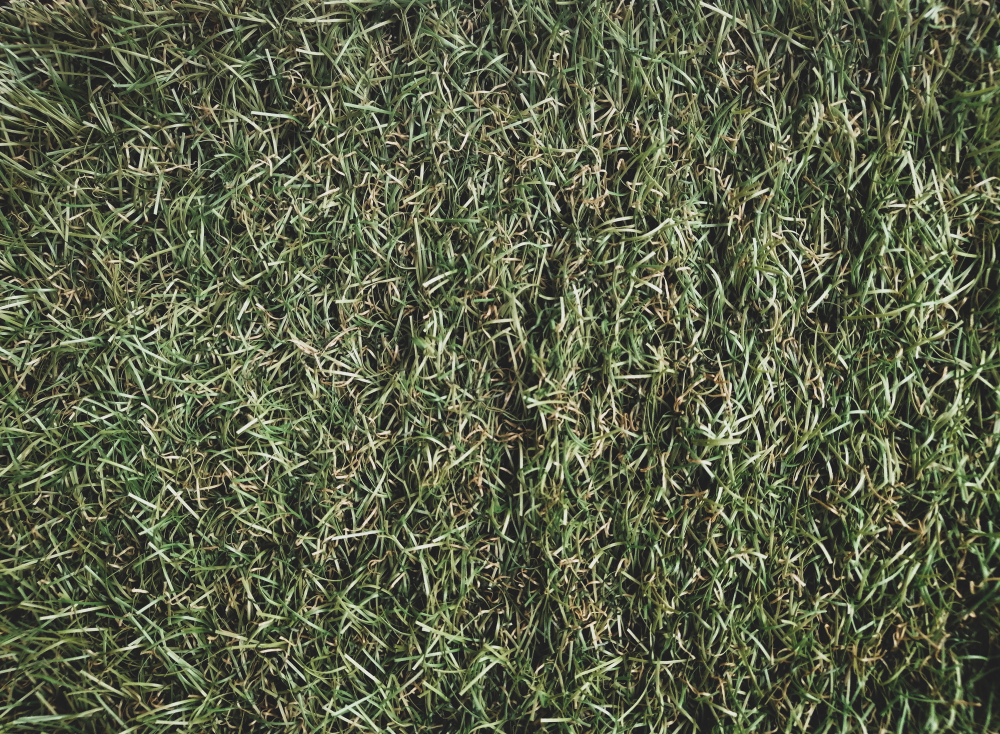 Winter Ready Turf: Essential Maintenance Tips | ALC Turf