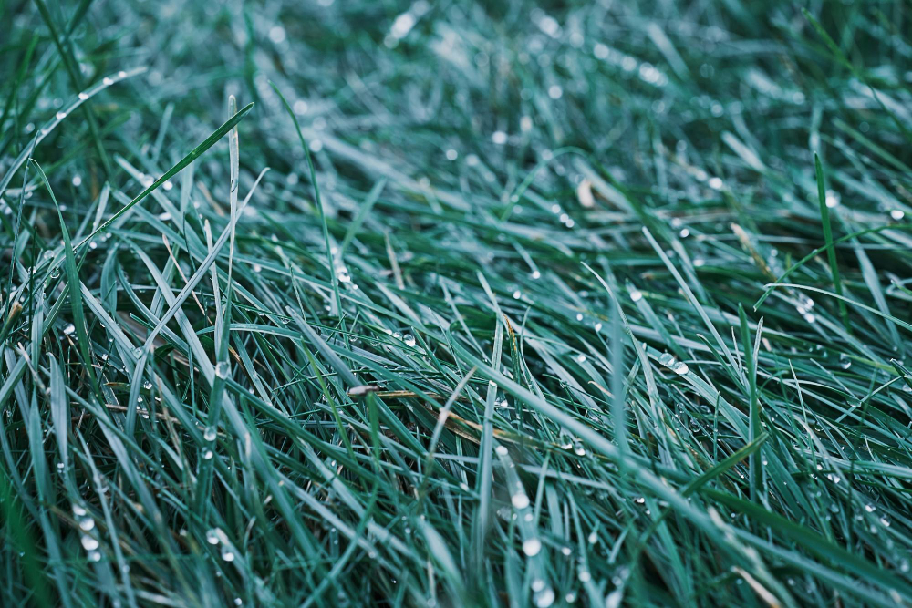 Frost Fighters: How to Keep Your Lawn Resilient in Cold Weather ...